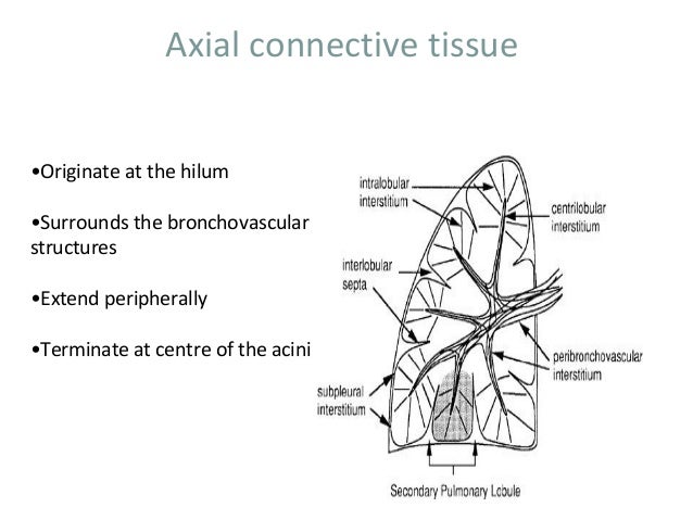 Anatomy and Physiology of Lung Interstitium