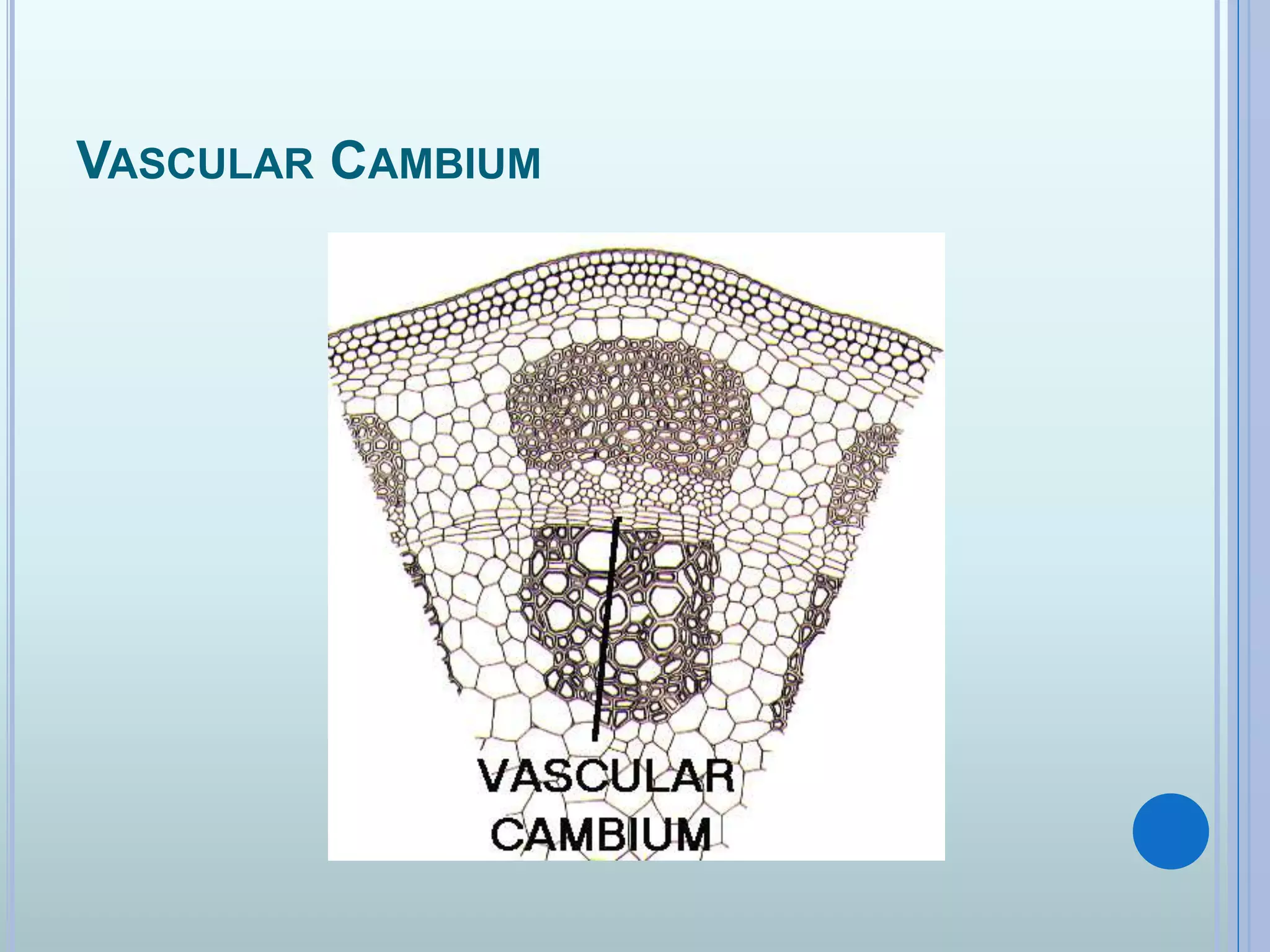 Vascular Cambium & Seasonal activity & its Role in Stem & Root | PPTX