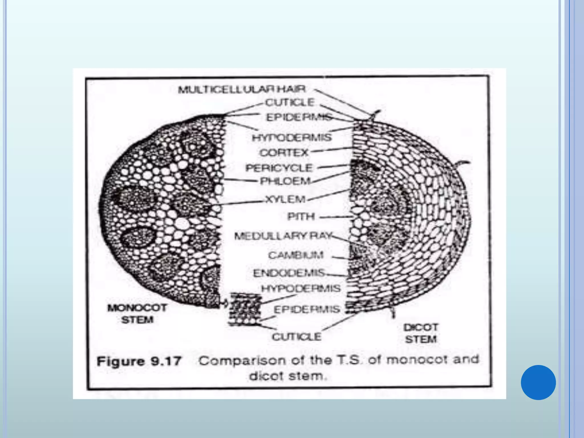 Vascular Cambium & Seasonal activity & its Role in Stem & Root | PPTX