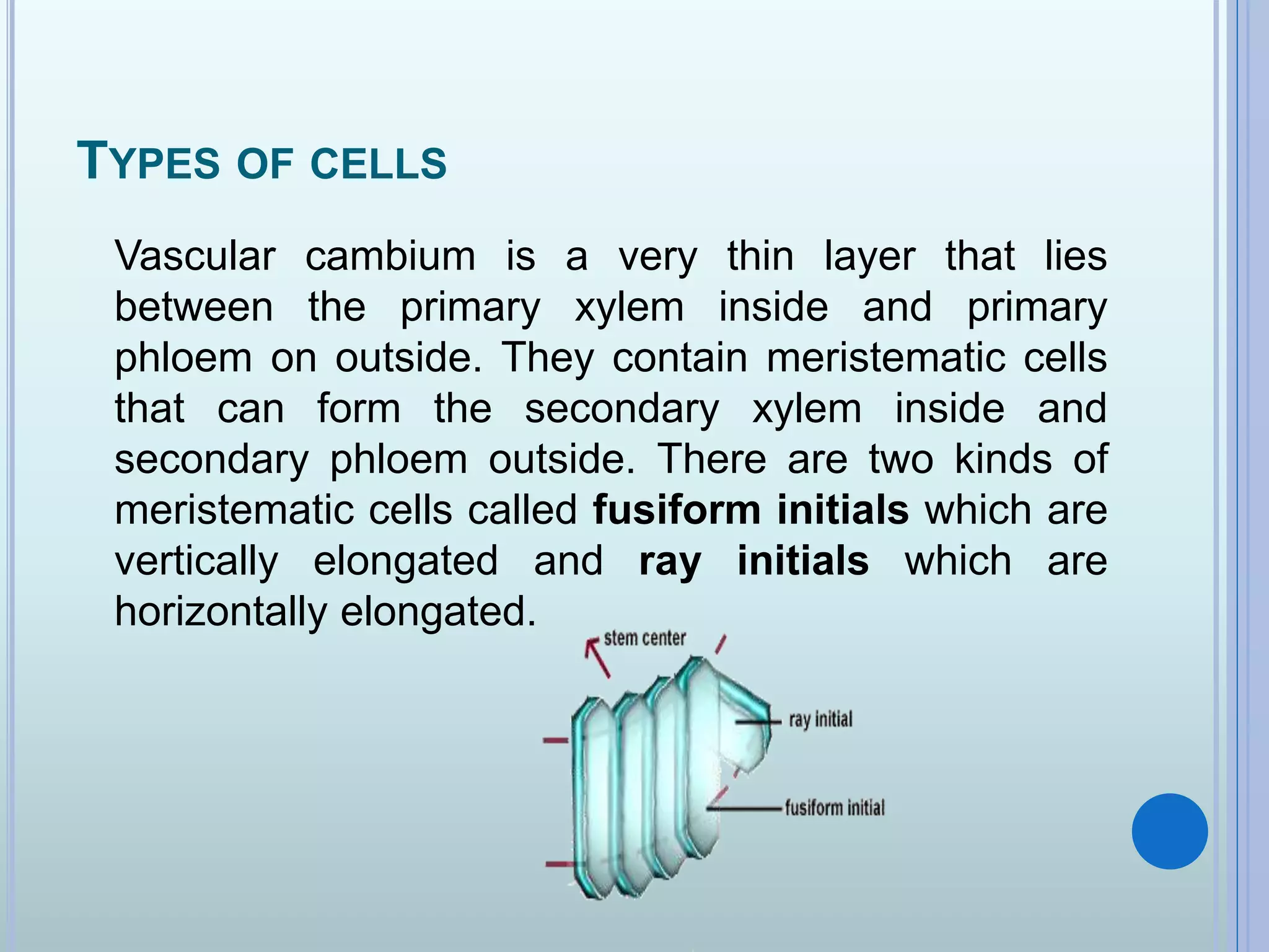 Vascular Cambium & Seasonal activity & its Role in Stem & Root | PPTX