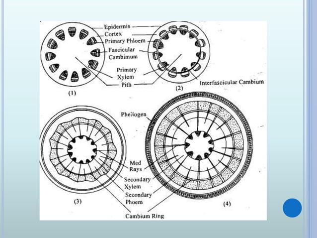 Vascular Cambium & Seasonal activity & its Role in Stem & Root | PPTX
