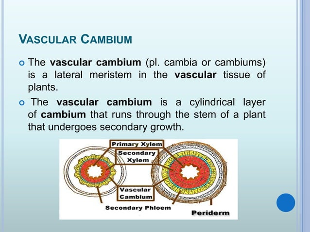 Vascular Cambium & Seasonal activity & its Role in Stem & Root | PPTX