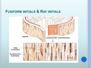 Vascular Cambium & Seasonal activity & its Role in Stem & Root | PPTX