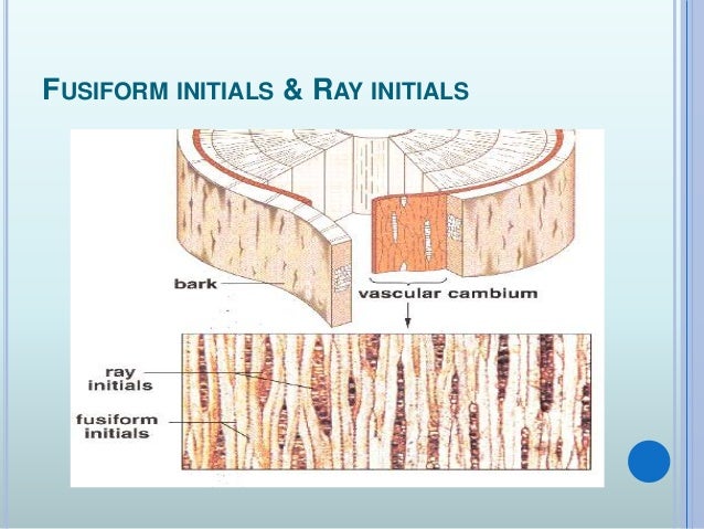 Vascular Cambium & Seasonal activity & its Role in Stem & Root