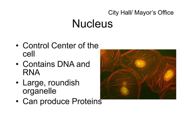 Cells and Cellular Processes | PPT | Free Download