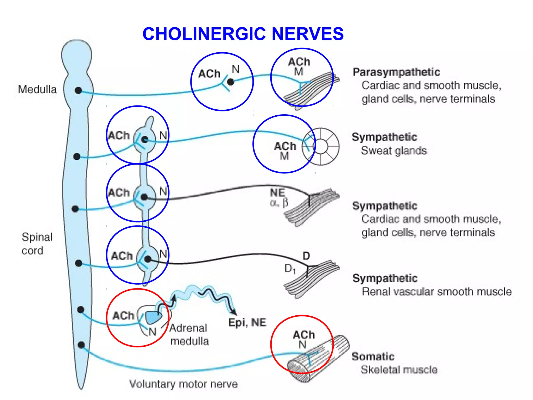 Cholinergic drugs | PPT