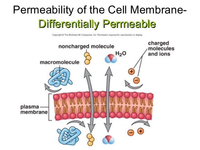 Plasma membrane structure and function