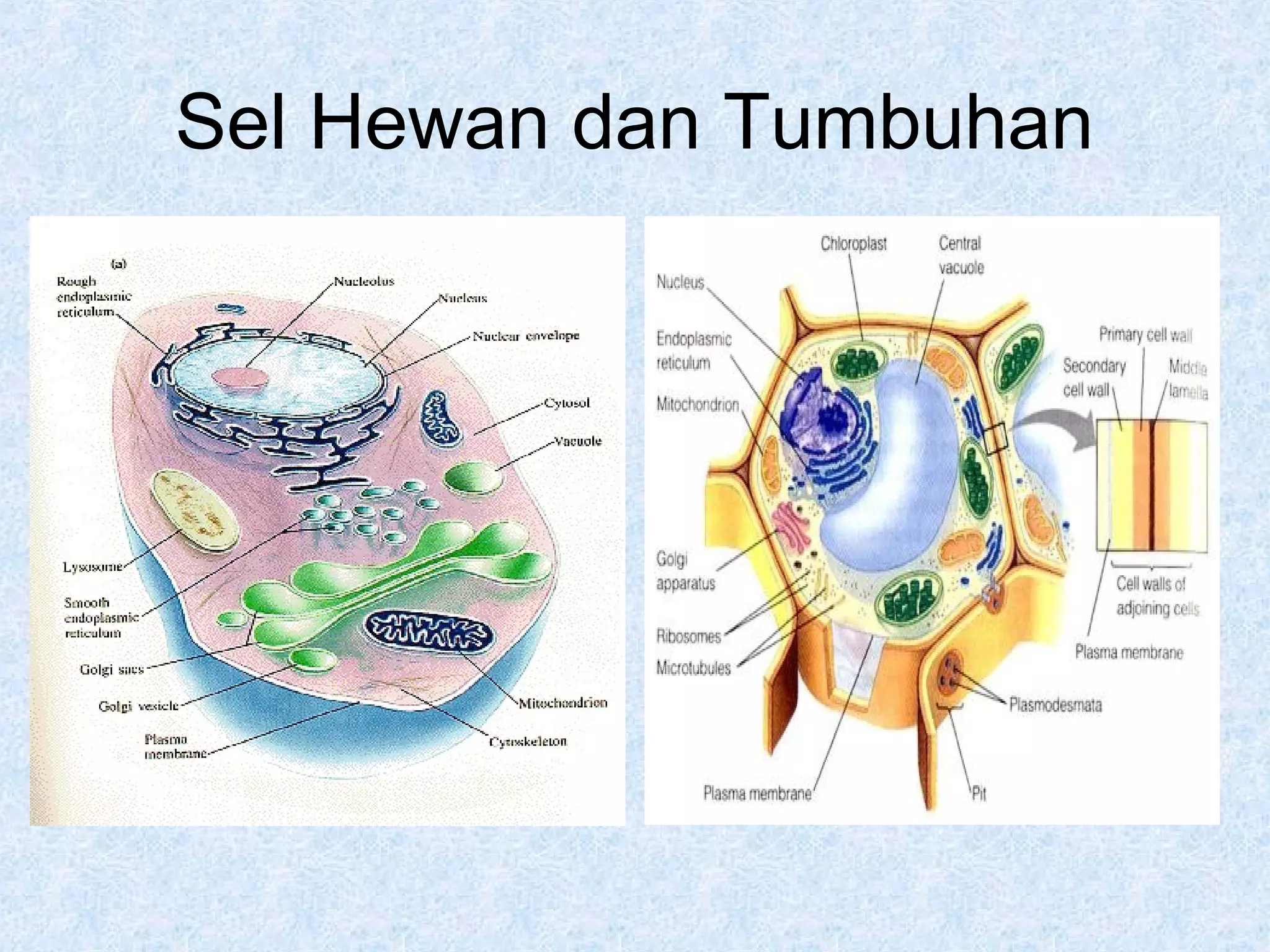 Biologi Tanaman : Sel (Unsoed) Smt 1 | PPT