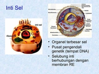 Biologi Tanaman : Sel (Unsoed) Smt 1 | PPT