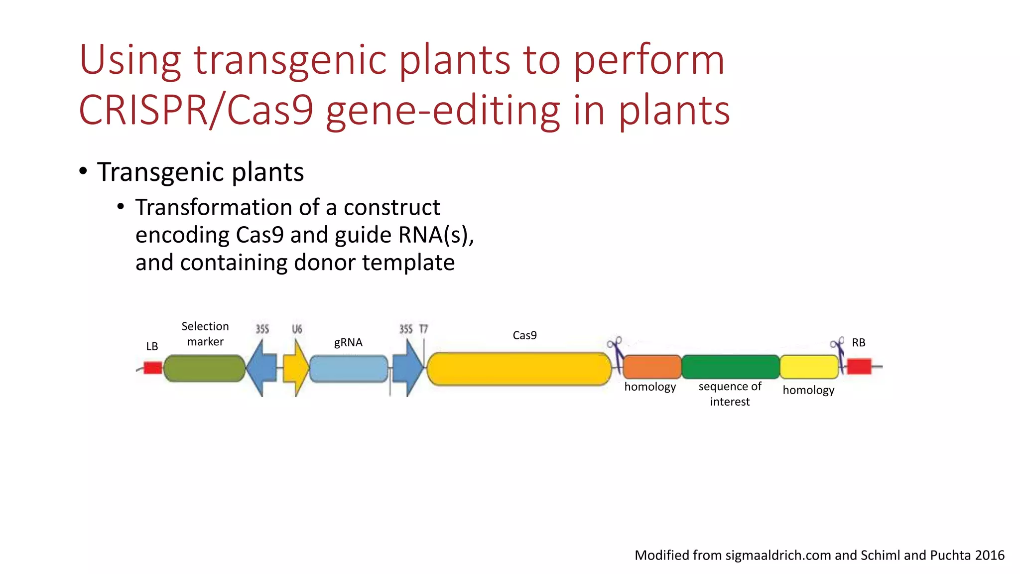 Transgene-free CRISPR/Cas9 genome-editing methods in plants | PPTX