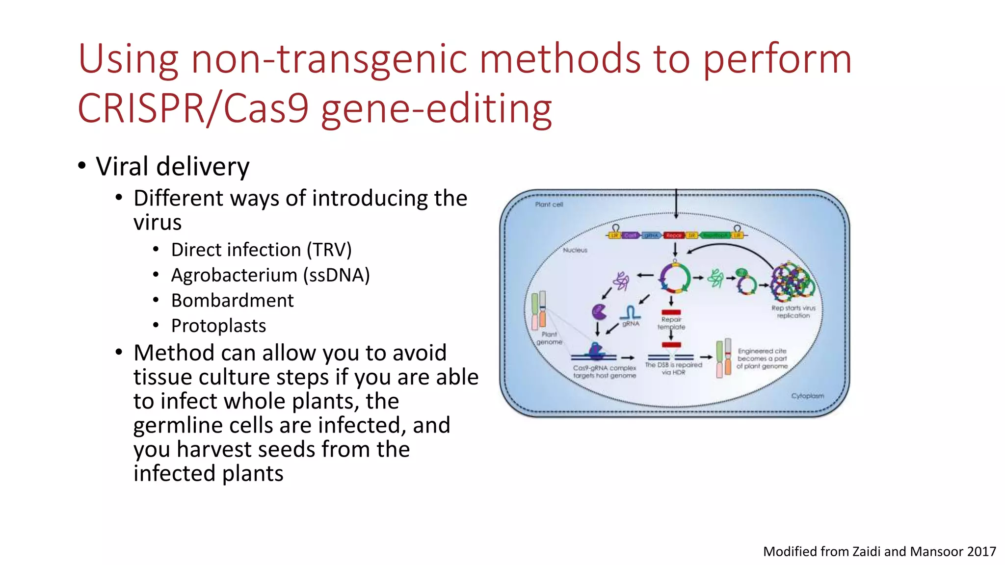 Transgene-free CRISPR/Cas9 genome-editing methods in plants | PPTX