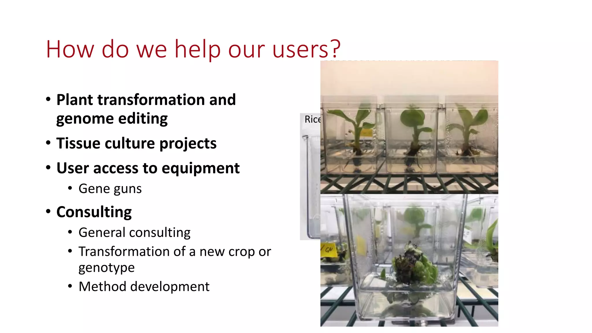 Transgene-free CRISPR/Cas9 genome-editing methods in plants | PPTX