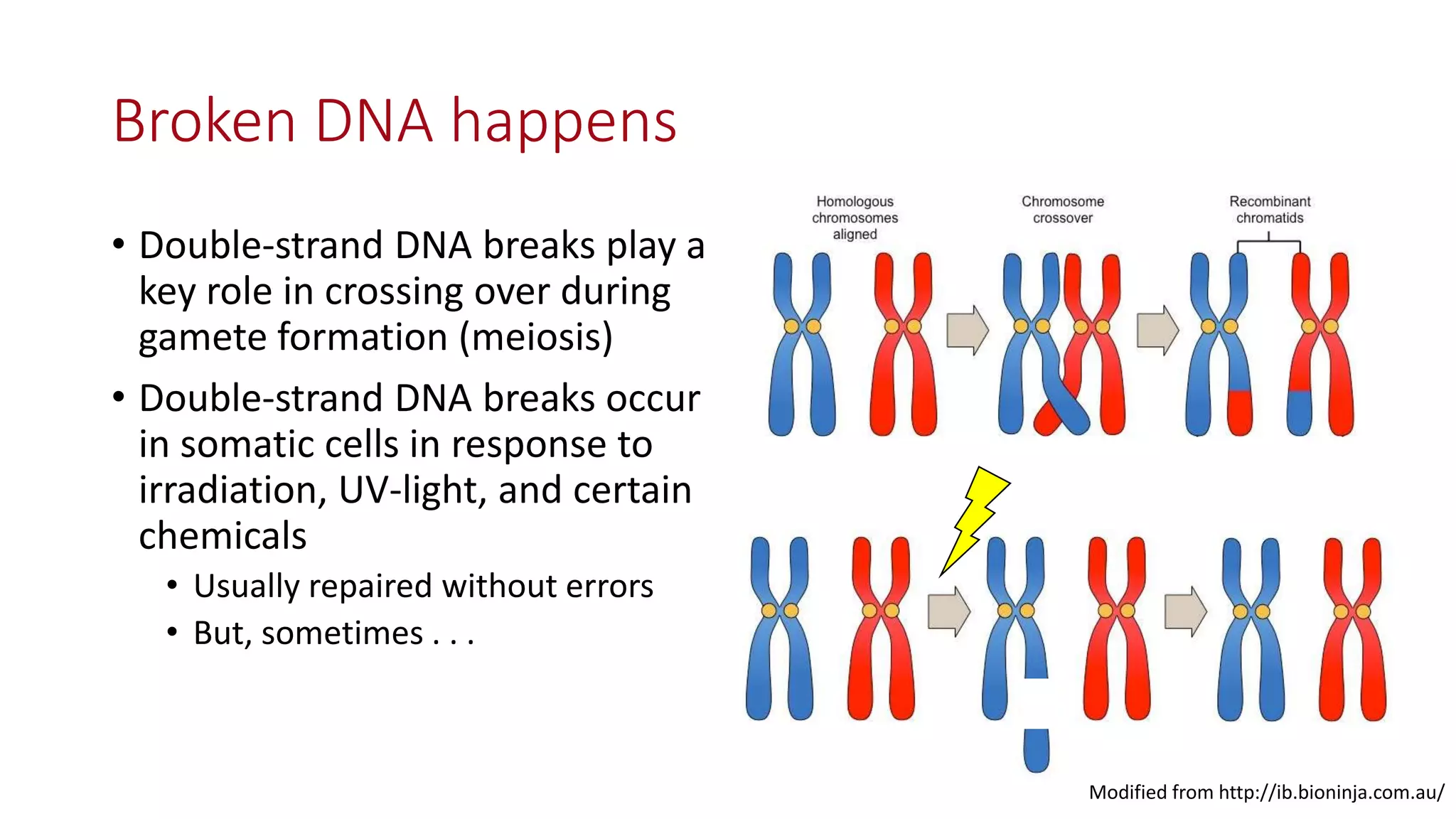 Transgene-free CRISPR/Cas9 genome-editing methods in plants | PPTX