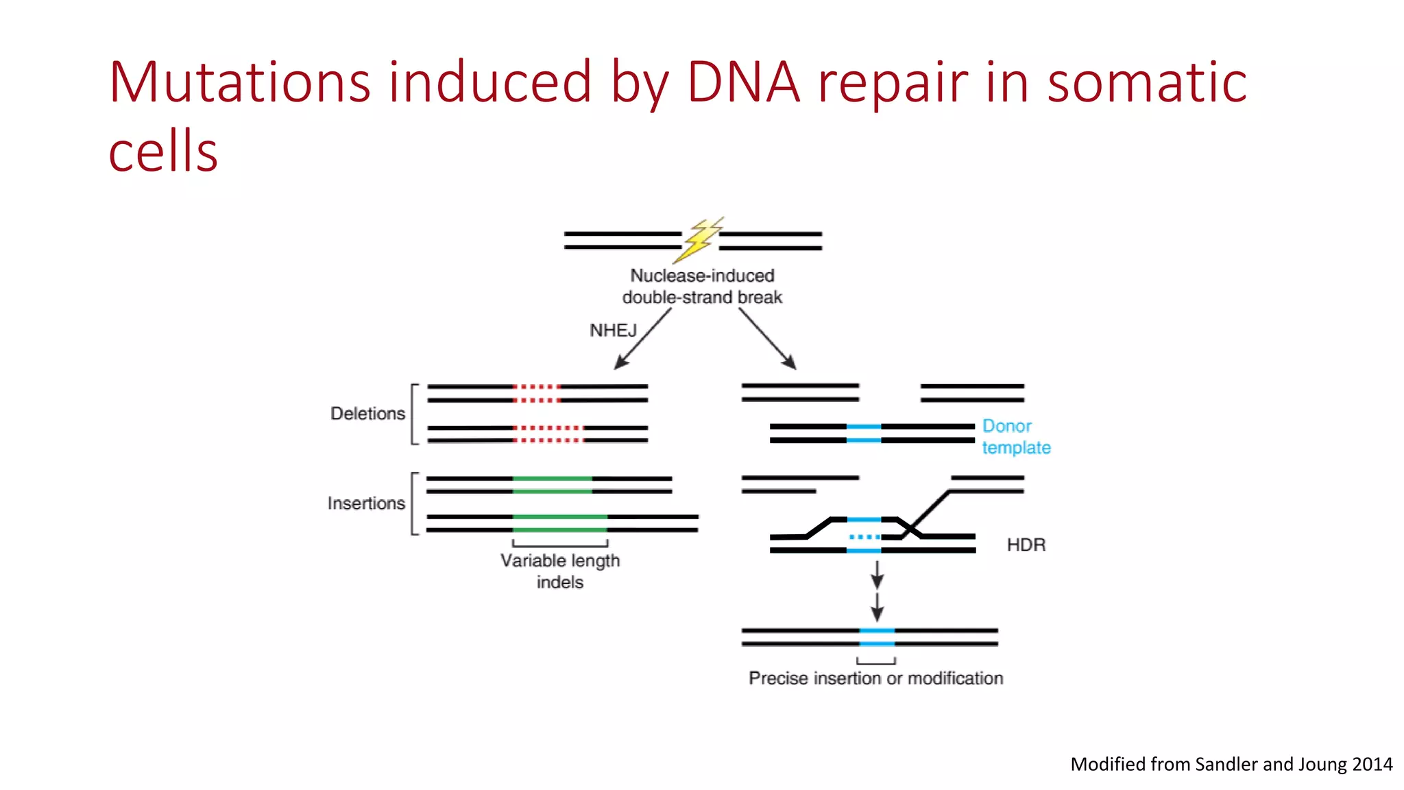 Transgene-free CRISPR/Cas9 genome-editing methods in plants | PPTX