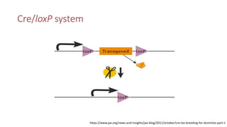 Transgene-free CRISPR/Cas9 genome-editing methods in plants | PPTX