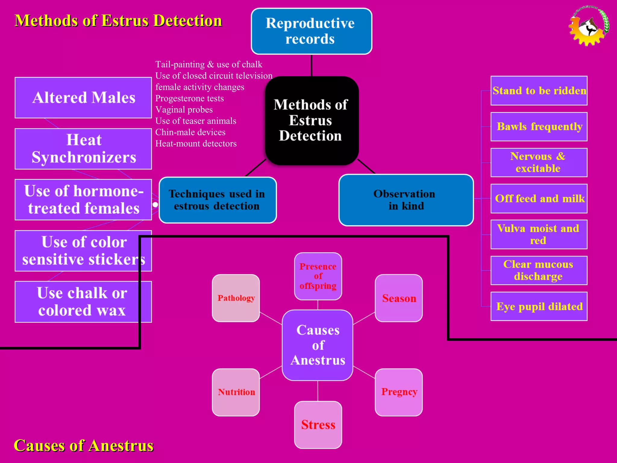 Presentation on ESTROUS CYCLE | PPT