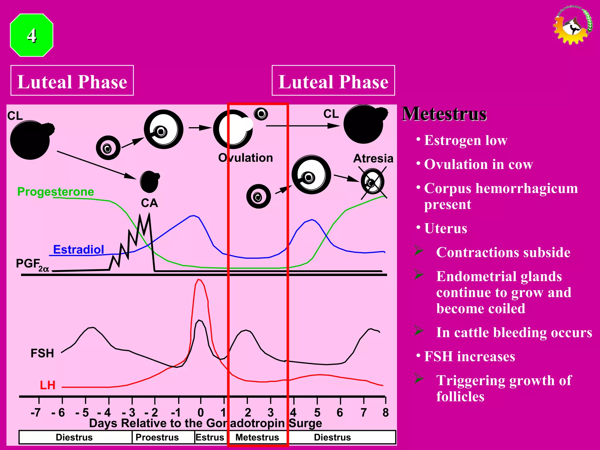 Presentation on ESTROUS CYCLE | PPT