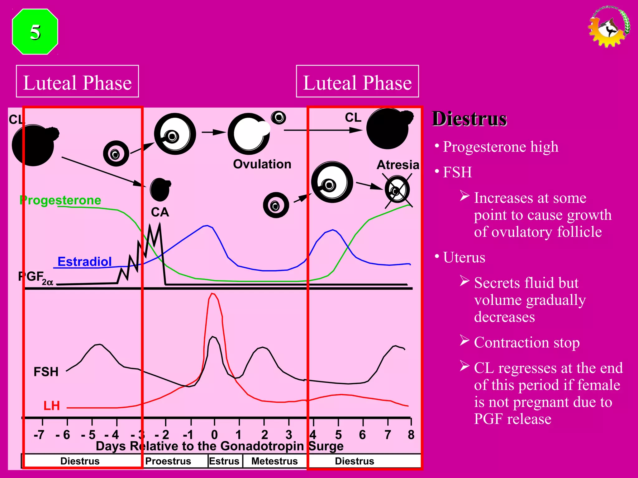 Presentation on ESTROUS CYCLE | PPT