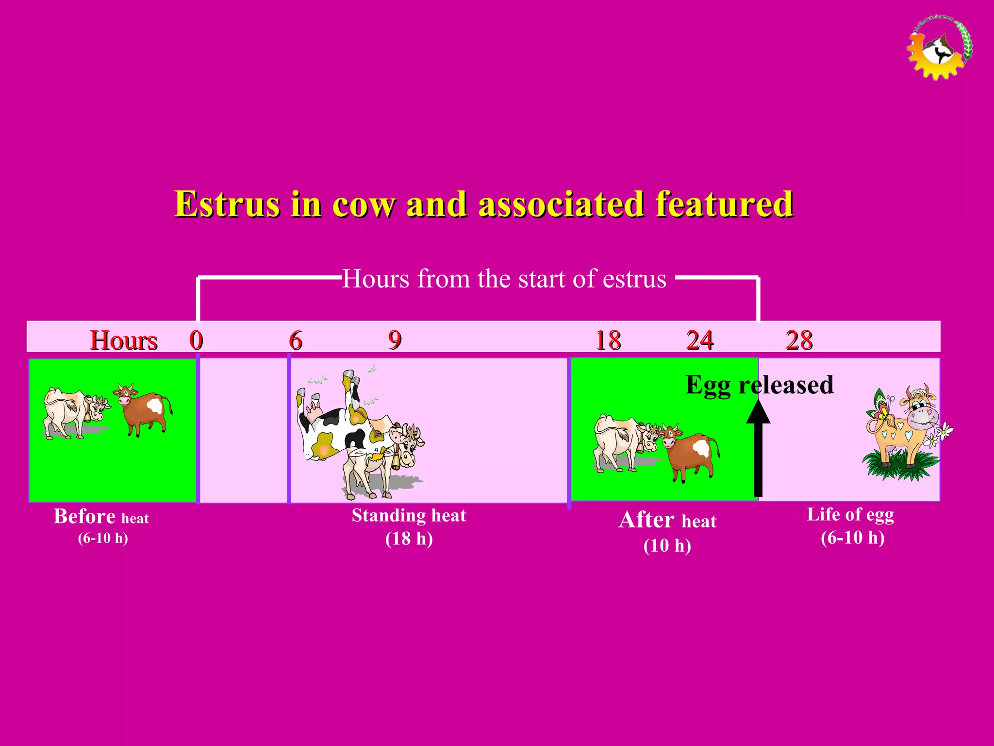 Presentation on ESTROUS CYCLE | PPT
