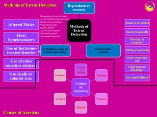 Presentation on ESTROUS CYCLE | PPT