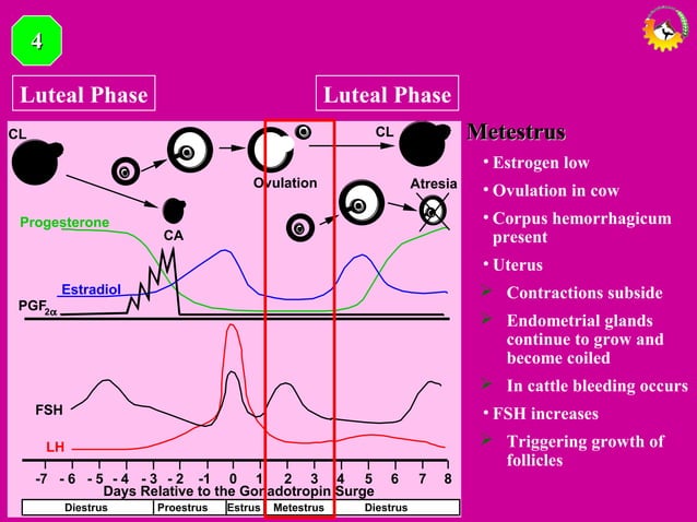 Presentation on ESTROUS CYCLE | PPT