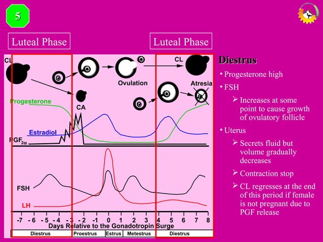 Presentation on ESTROUS CYCLE
