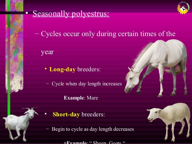 Presentation on ESTROUS CYCLE
