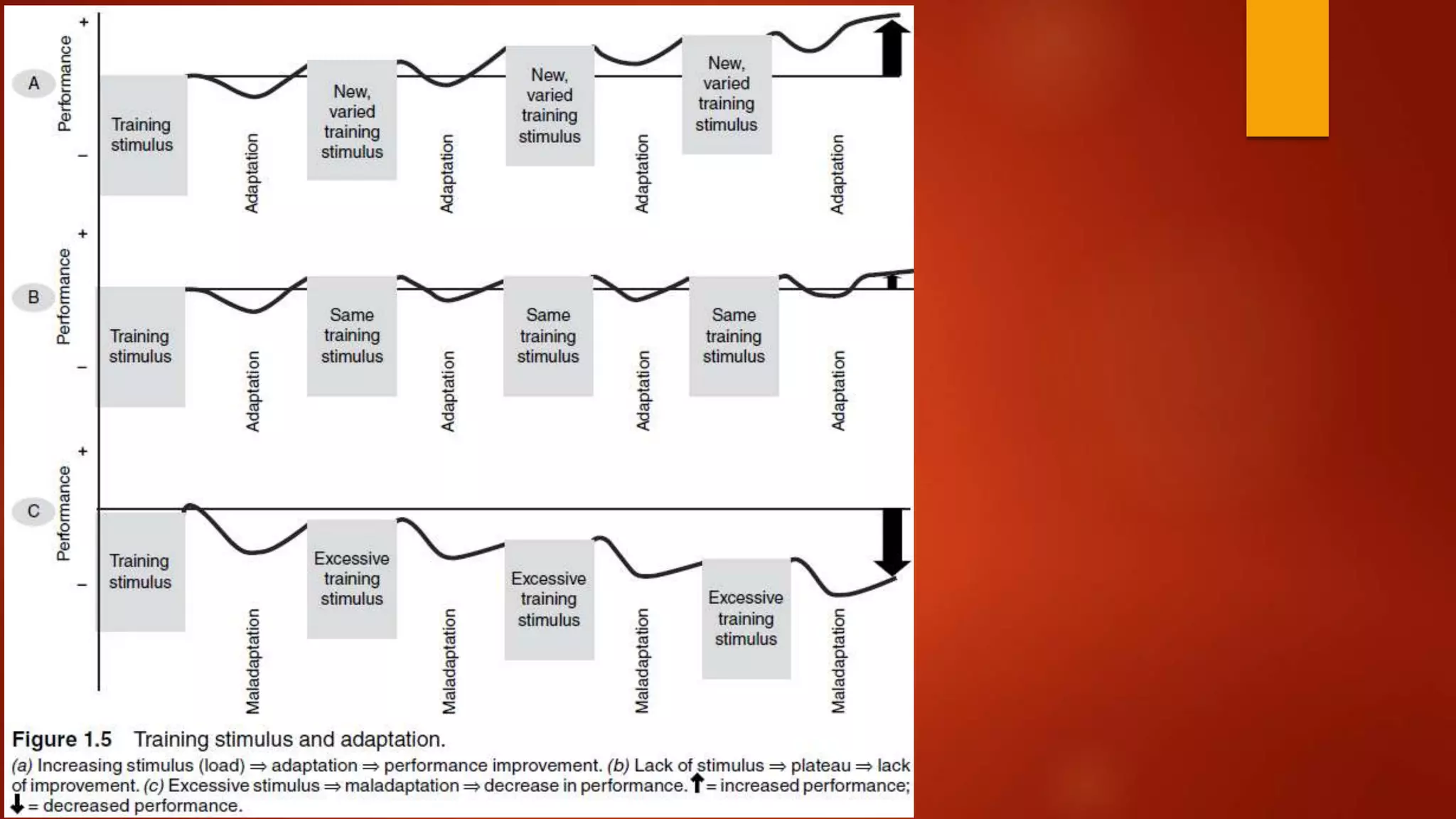 Exercise Physiology - Adaptations | PPTX