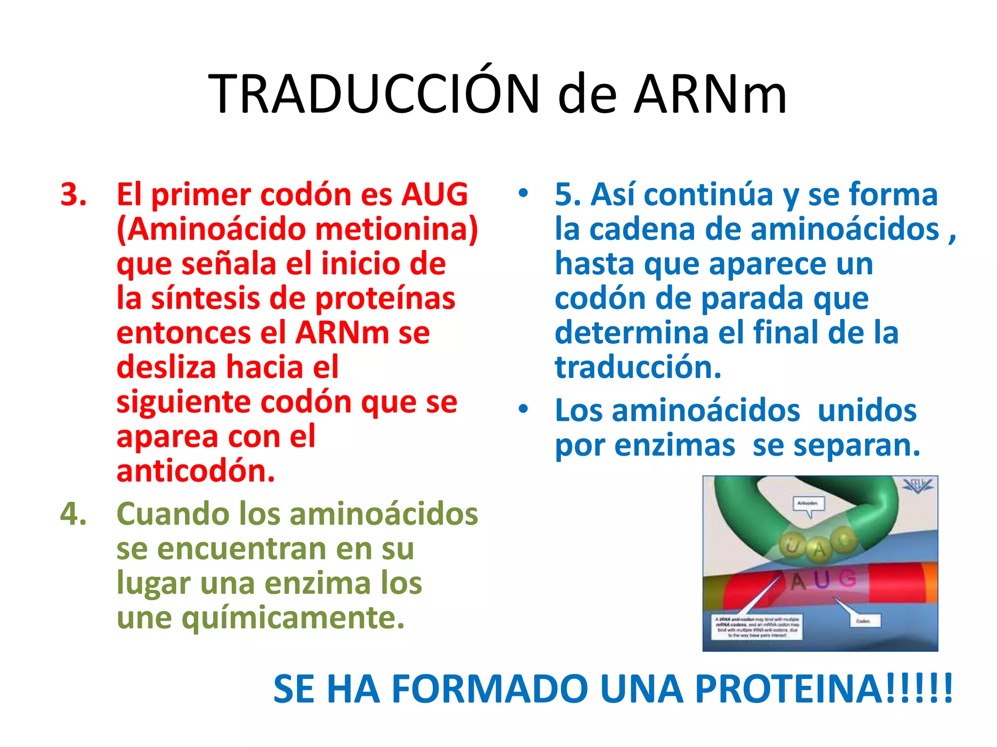 2. de adn a proteinas | PPTX