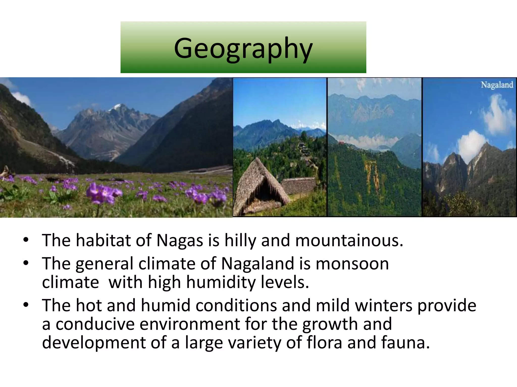 2. naga tribes ppt | PPTX