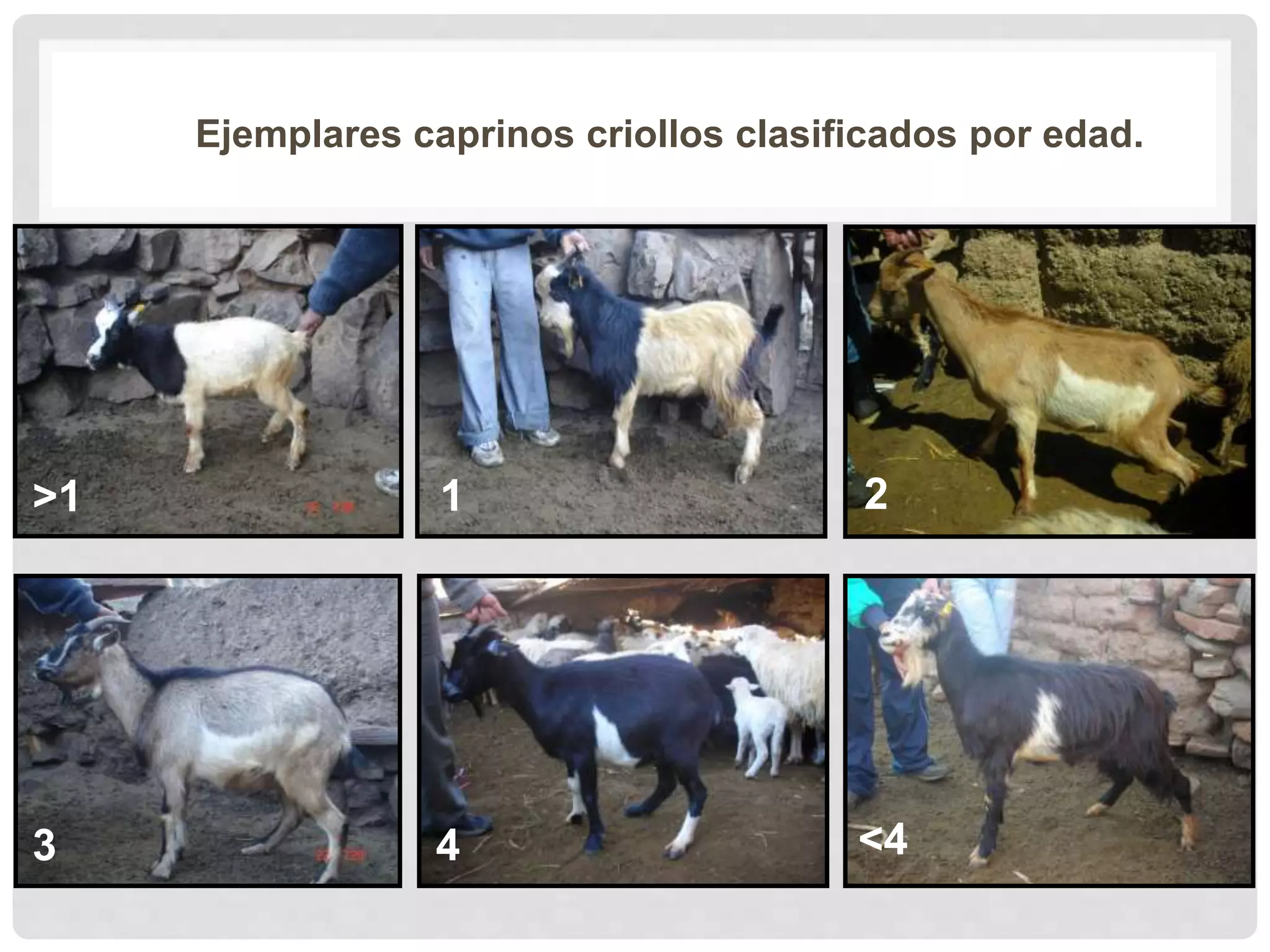 5. Producción de caprinos | PPTX