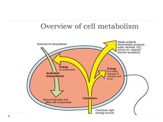 2. bacterial metabolism(1) | PDF
