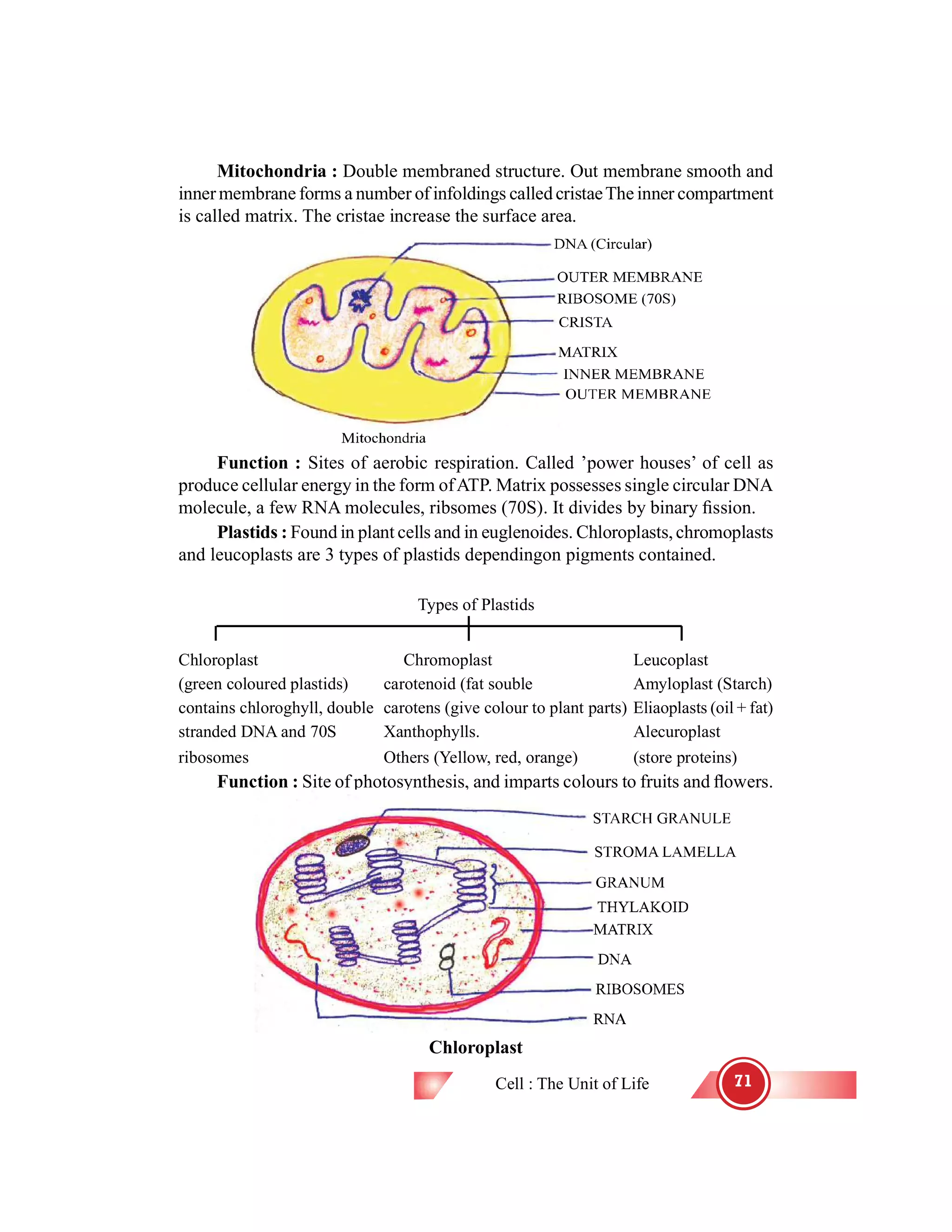 Cell and Cellular Process - The Unit of Life | PDF