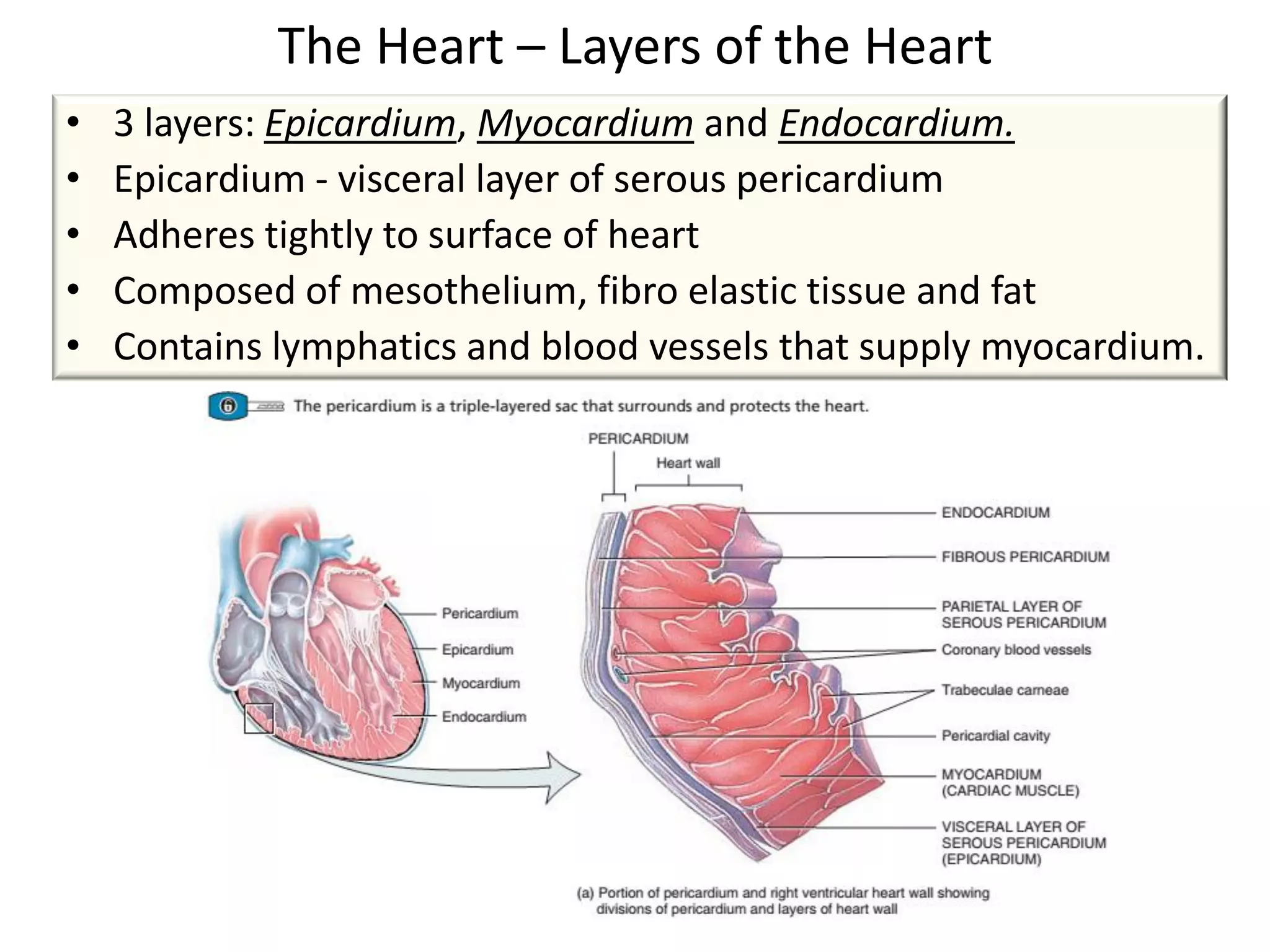 The heart | PDF