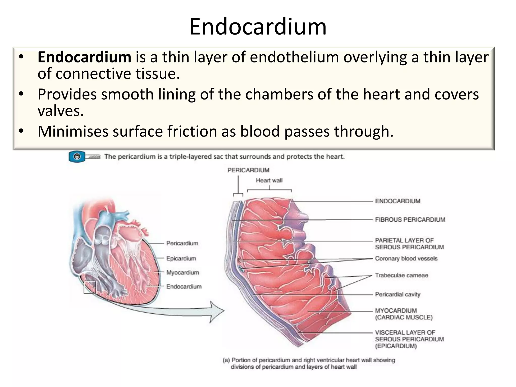 The heart | PDF