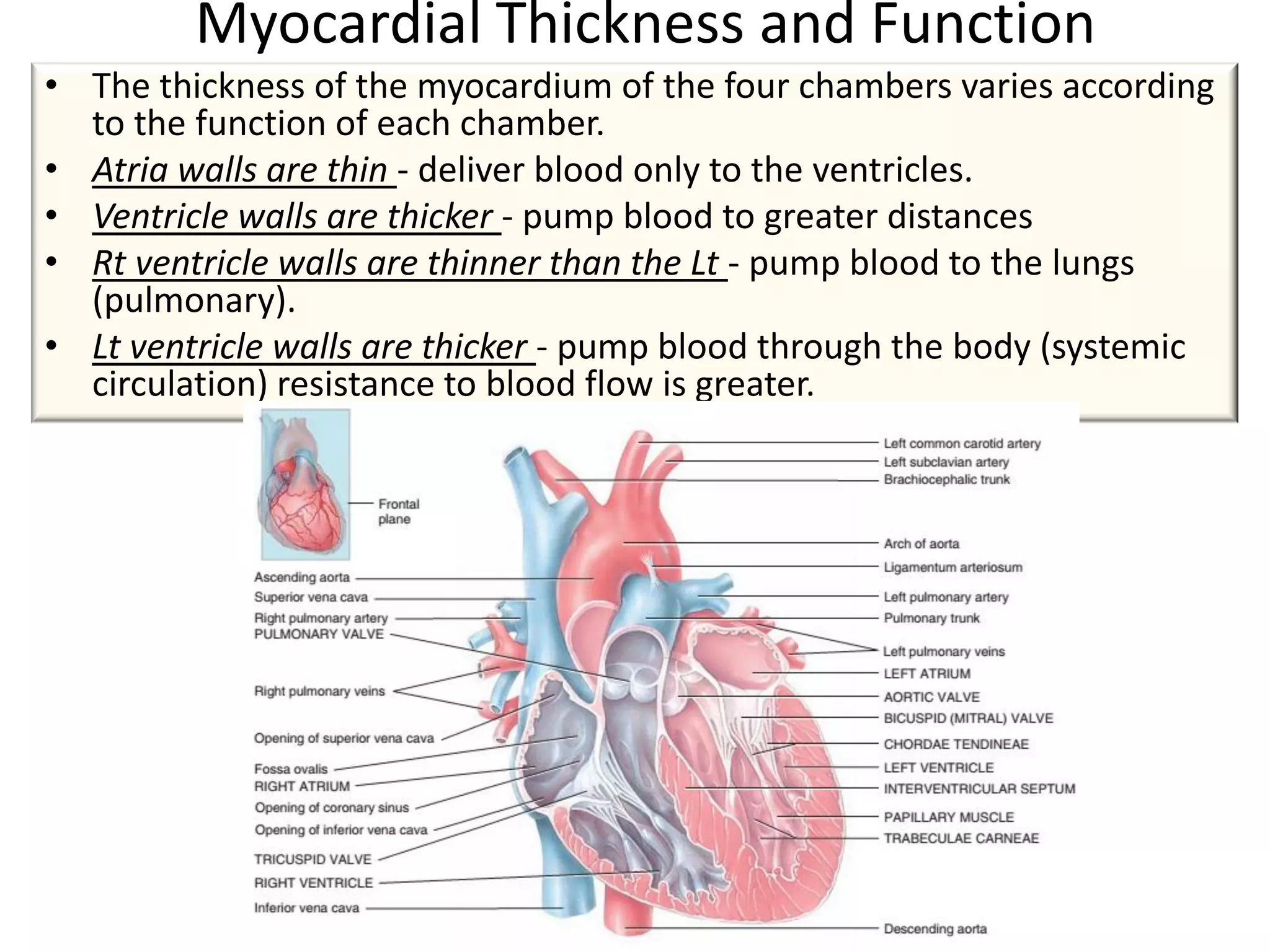 The heart | PDF