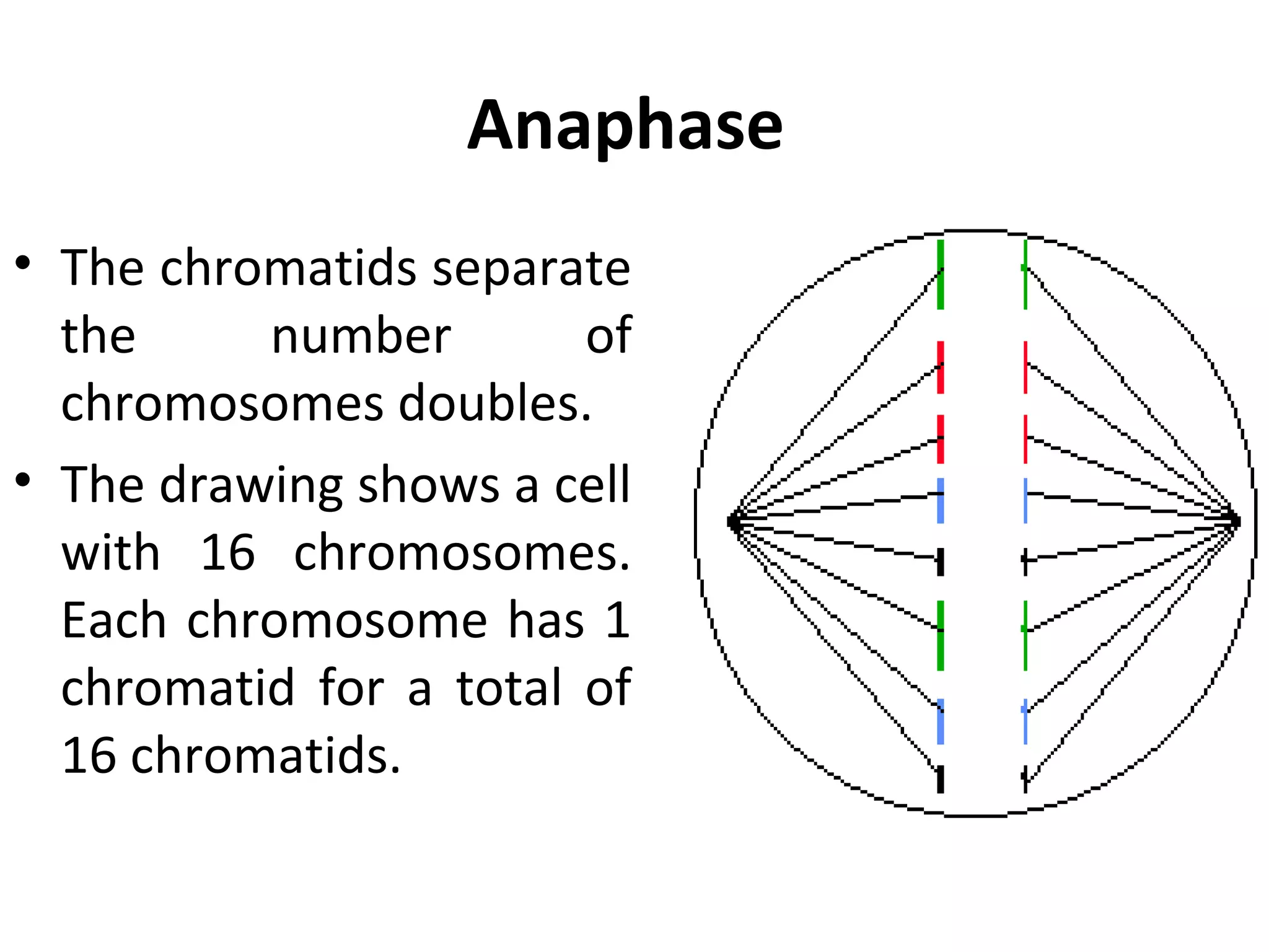 Cell and functions | PPT