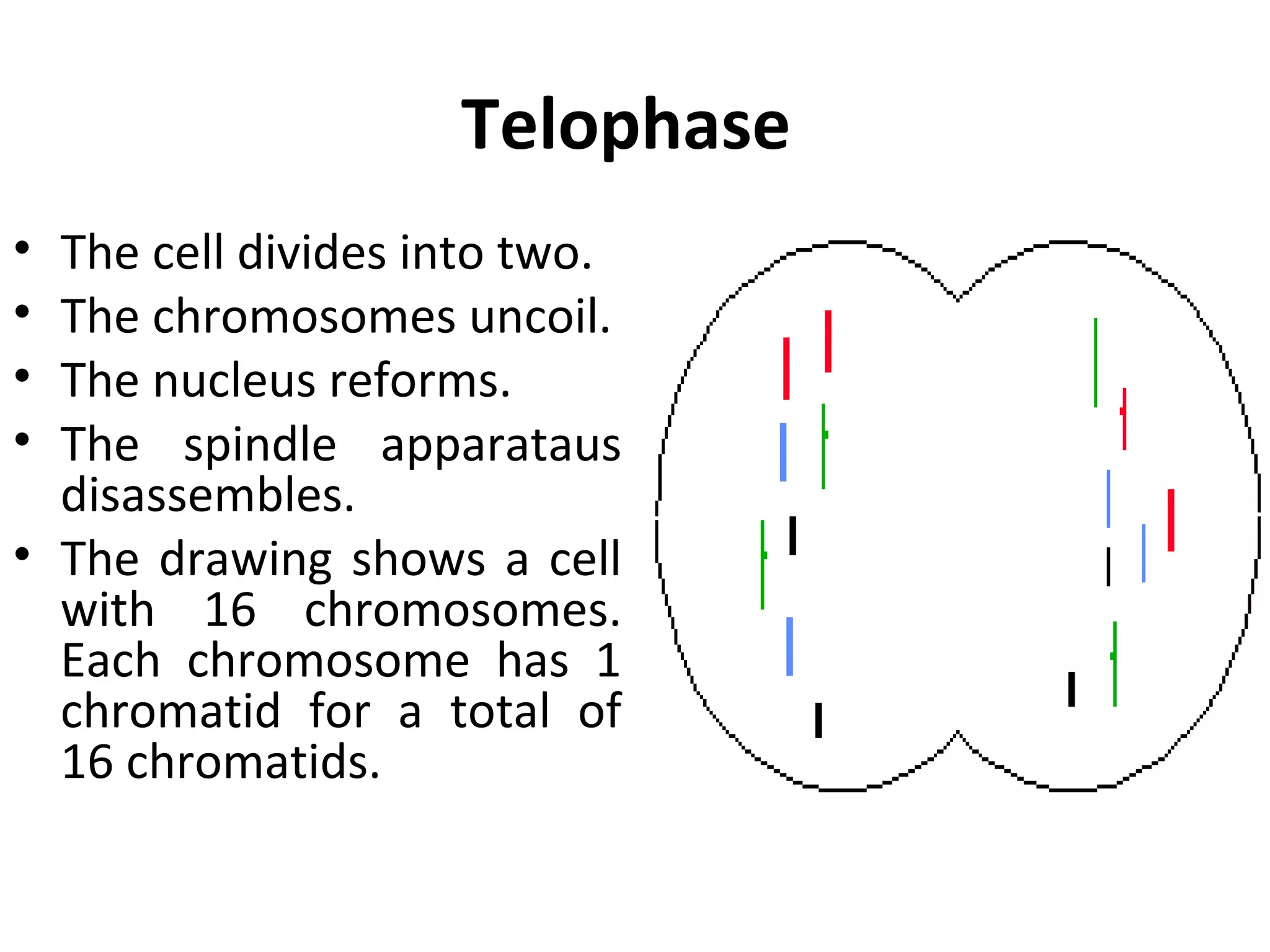 Cell and functions | PPT