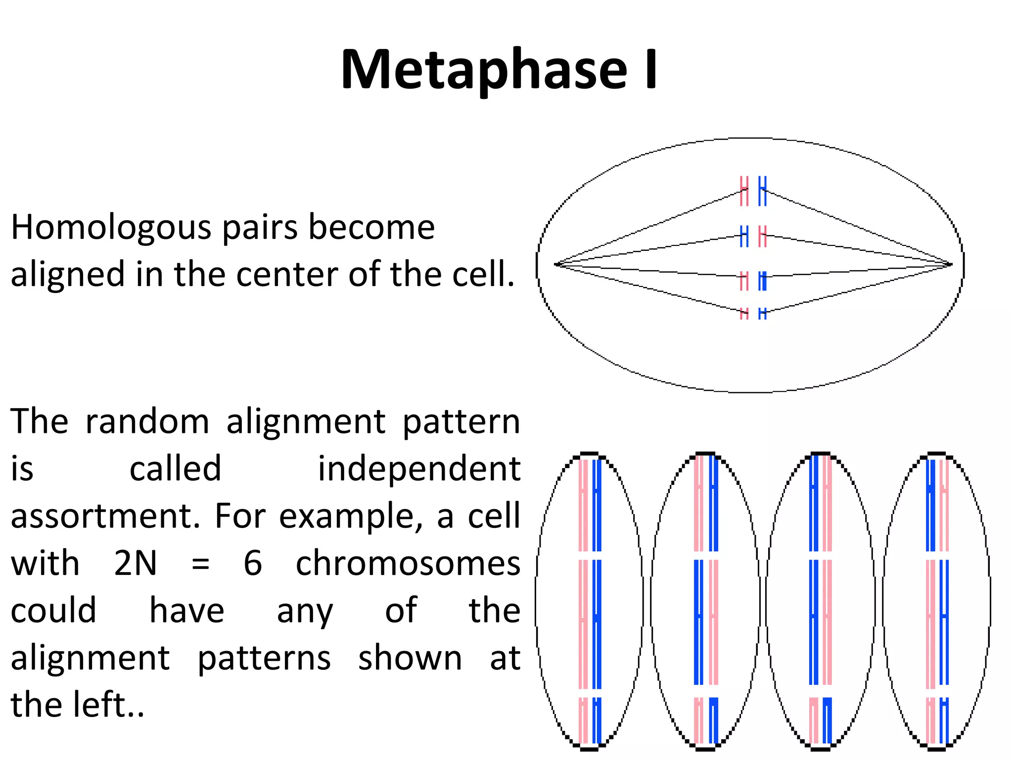 Cell and functions | PPT