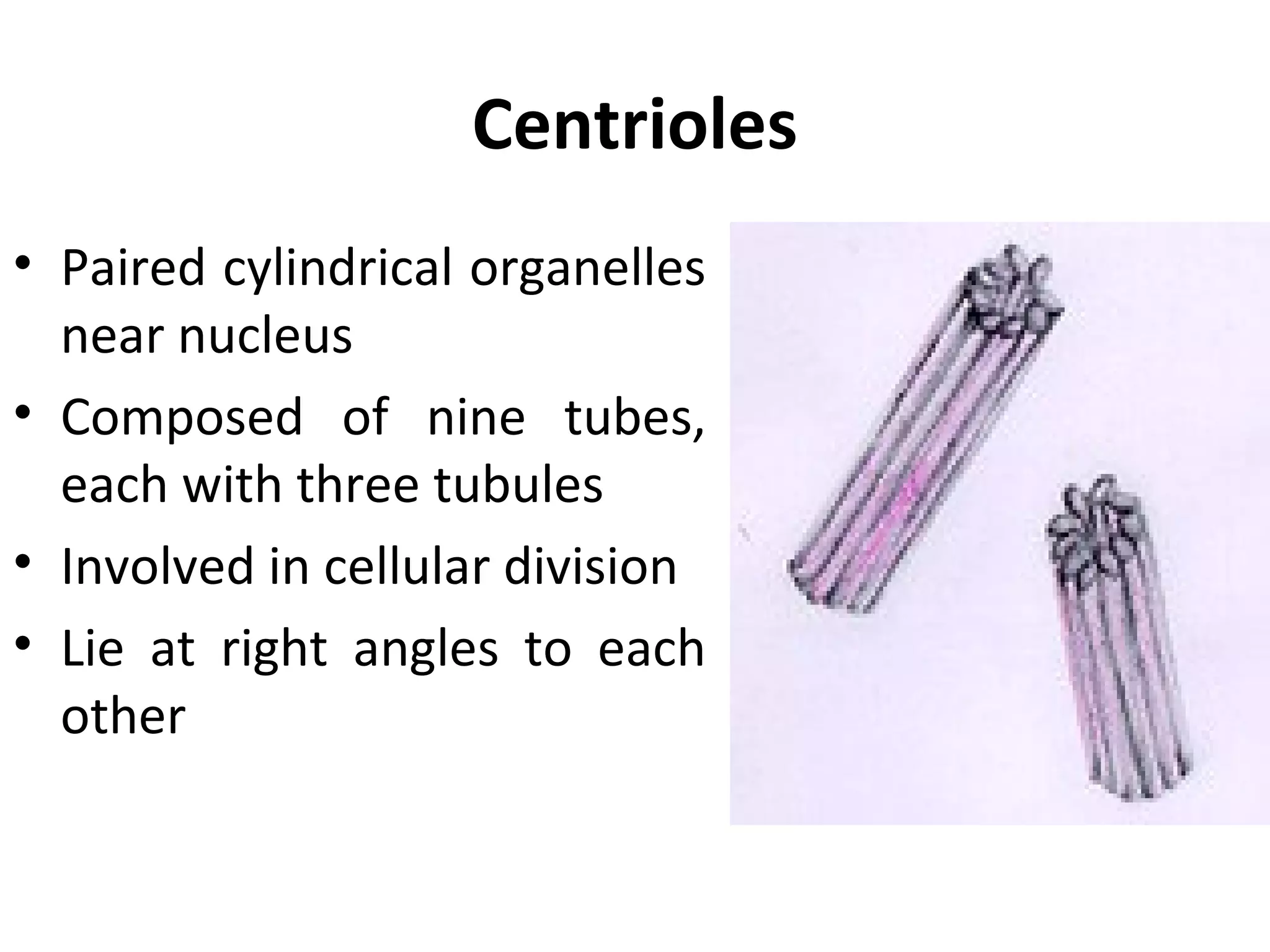 Cell and functions | PPT
