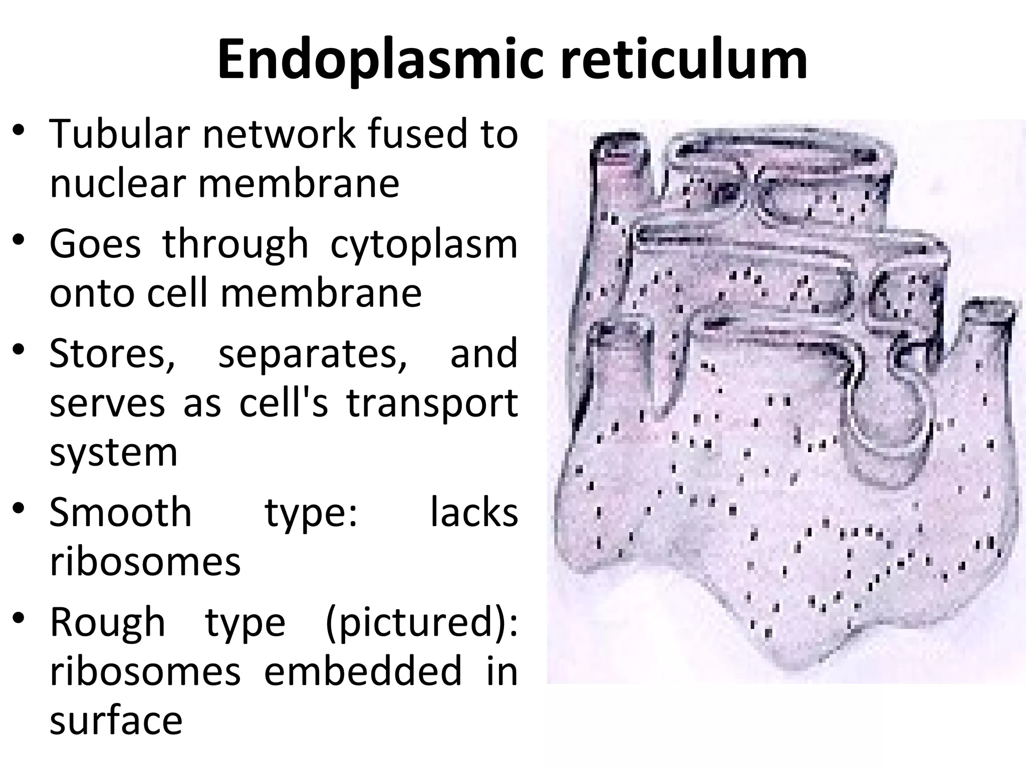 Cell and functions | PPT