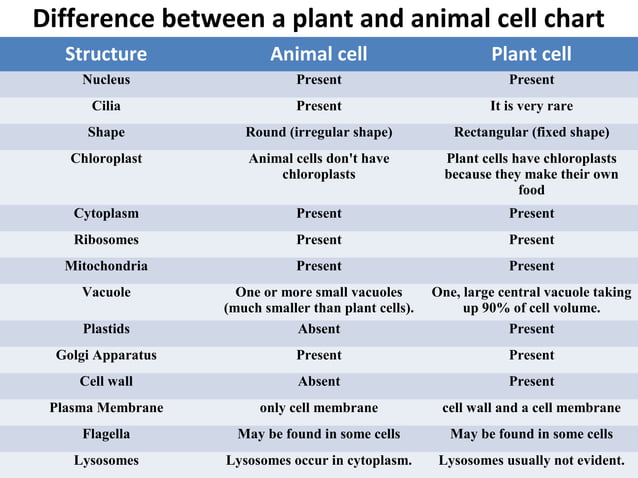 Cell and functions | PPT
