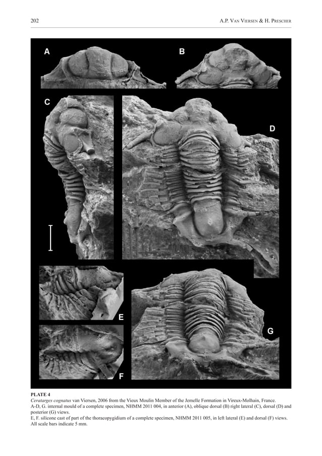 2. [arthropoda trilobita] new species of the lichid trilobite ceratarges from the middle ...