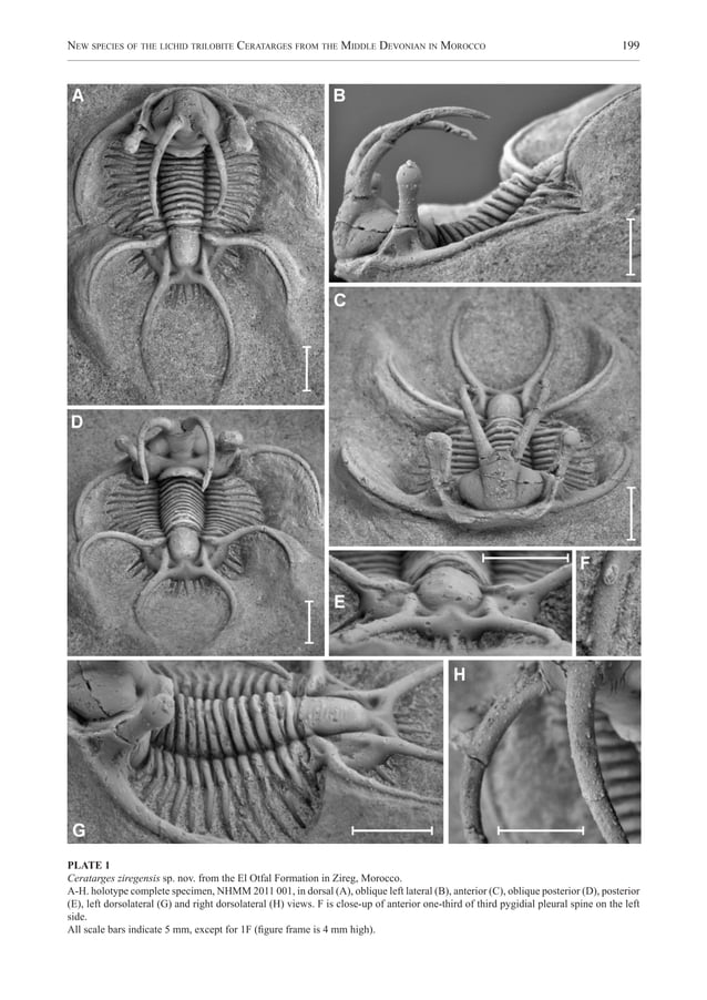 2. [arthropoda trilobita] new species of the lichid trilobite ceratarges from the middle ...