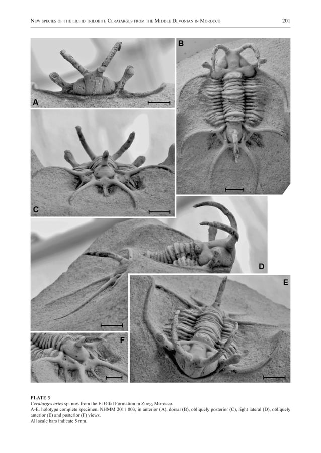 2. [arthropoda trilobita] new species of the lichid trilobite ceratarges from the middle ...