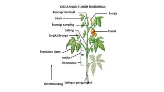 2. tumbuhan berkormus | PDF