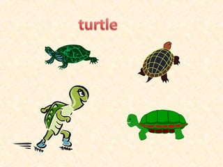Little Turtle | PPT