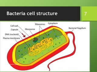 2. Bacteria lecture | PPTX
