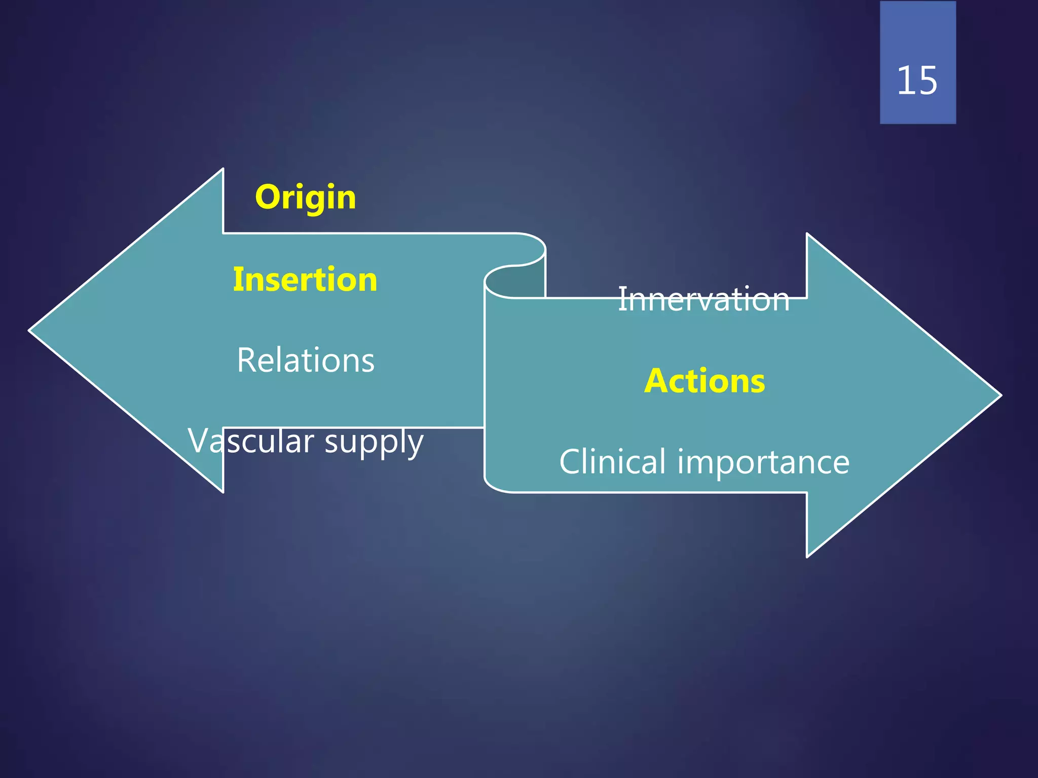 muscles of mastication, dental applications | PPTX