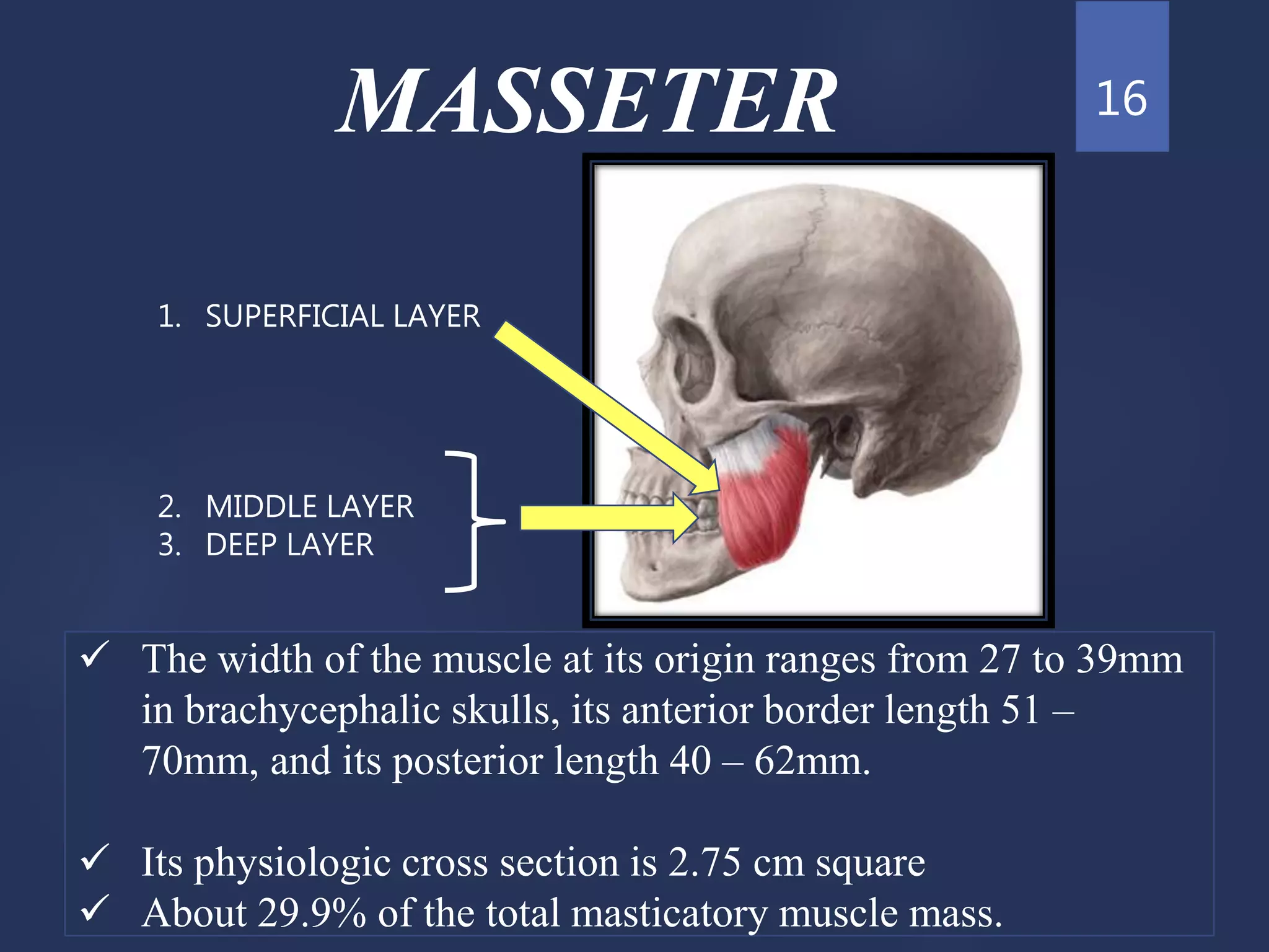 muscles of mastication, dental applications | PPTX